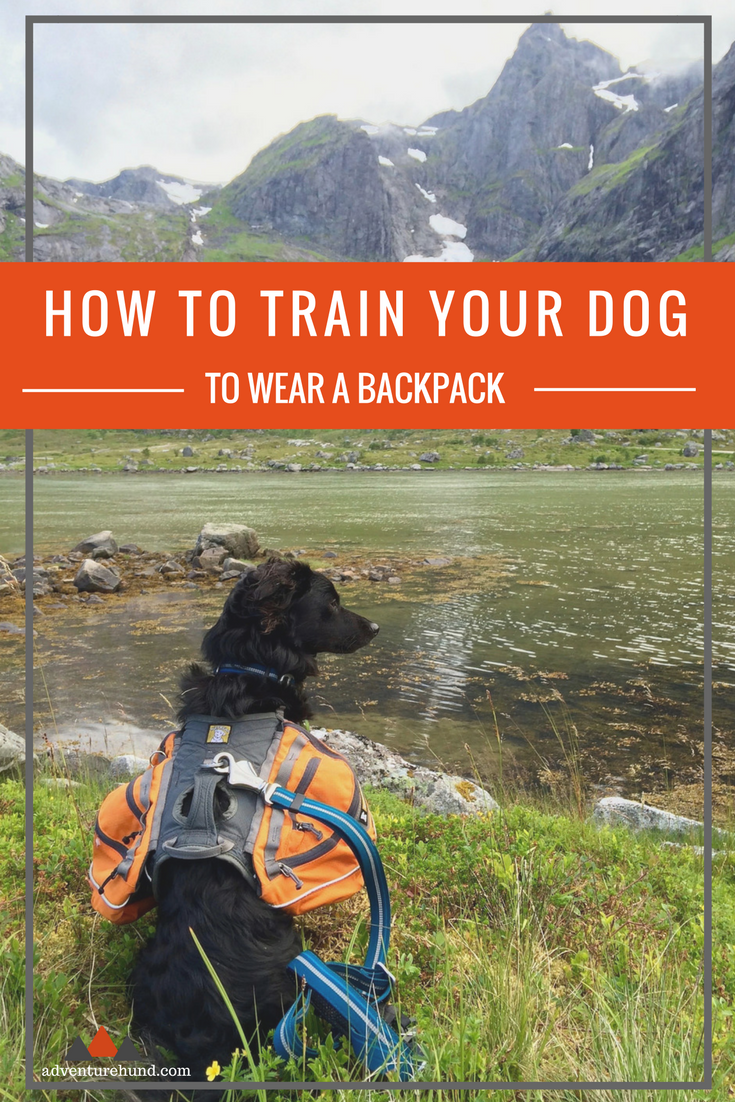 How to Train Your Dog to Wear a Backpack - Adventure Hund