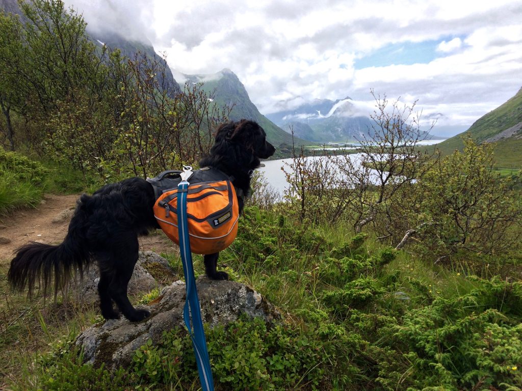 How to Train Your Dog to Wear a Backpack - Adventure Hund